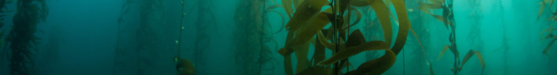 Solu-Sea WSP | HGS BioScience®
