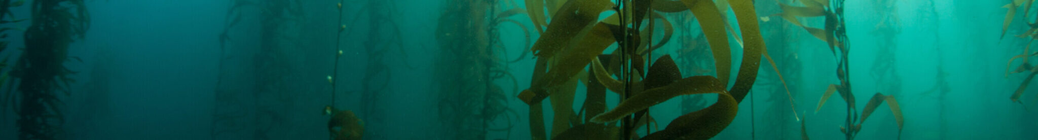 Solu-Sea WSP | HGS BioScience®